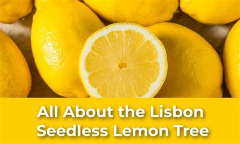 All About The Lisbon Seedless Lemon Tree