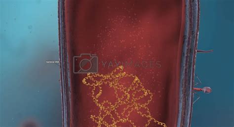 The Long Rna Backbone Binds To The Dna And The Predesigned Sequence