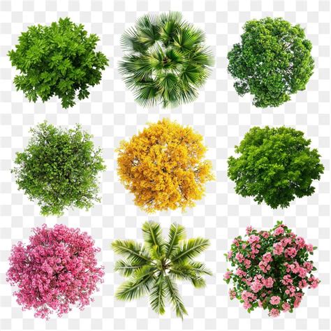 Tree Plan Png Images Free Photos Png Stickers Wallpapers Backgrounds Rawpixel