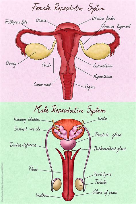 Female And Male Reproductive System Illustration With Labelled Parts