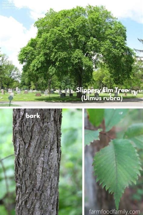 13 Types Of Elm Trees With Leaves Bark And Pictures Tree