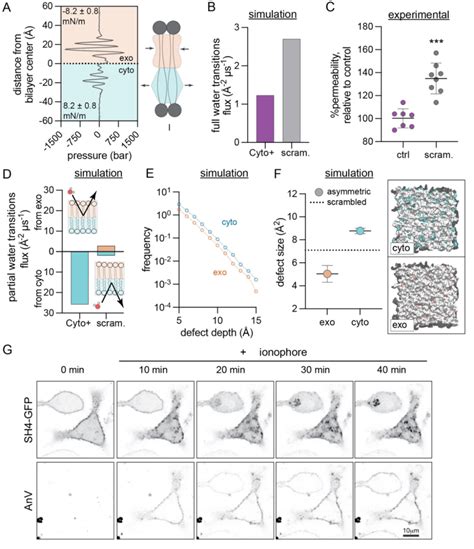 Biophysical Properties Of The Cyto Model A Transbilayer Lateral