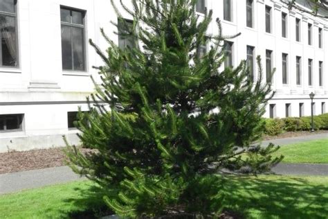 Shore Pine Washington State Capitol Campus