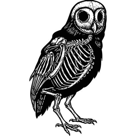 Skeletal Owl Bird Anatomy Illustration Skeleton Bones Black And White