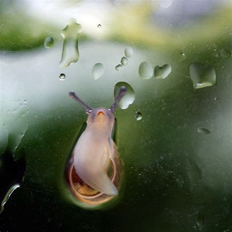 Sad Snail This Tiny Snail Was Crawling Up The Side Of The Flickr