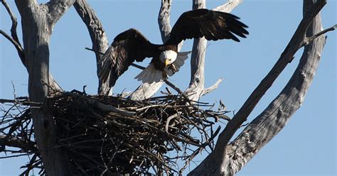Bald Eagles Migrate Into Missouri And Kansas Kcur Kansas City News