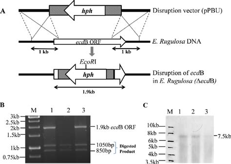 disruption of the ecdb gene in e rugulosa a block diagram