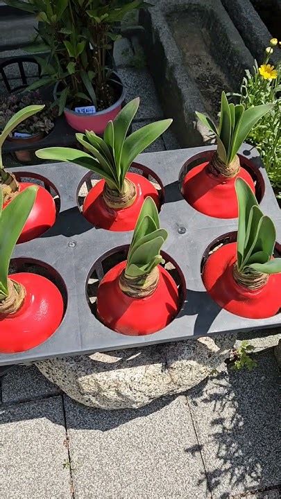 아마릴리스검색하니라는데하얗고 빨간거 쇼츠 아마릴리스 Youtube