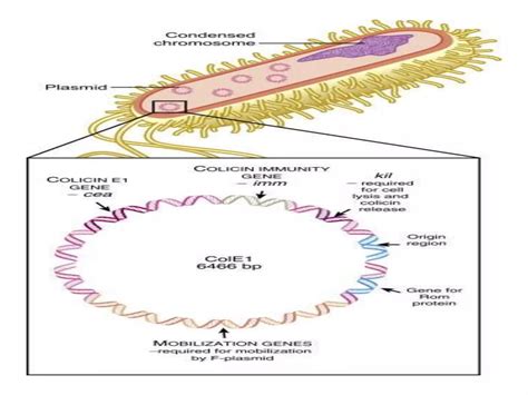 Plasmid Vector Ppt Msc I Ppt
