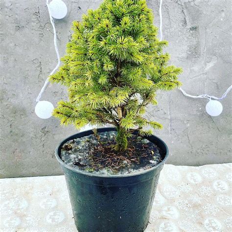 Ель сизая Дейзис Уайт (Picea glauca Daisy’s White) - купить саженцы в ...