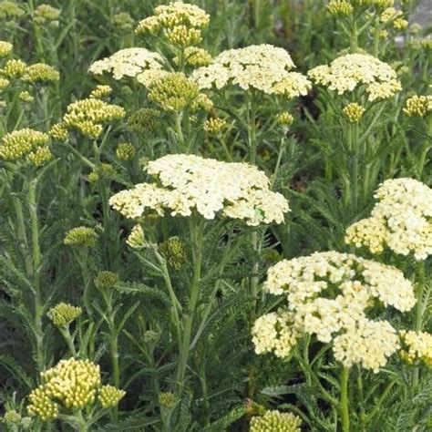 achillea millefolium rainbow creme de la creme