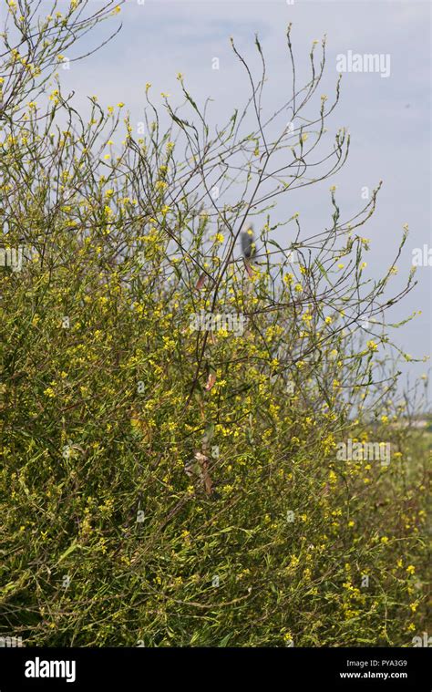 Brassica Nigra Tree