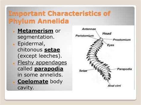 Chapter 11 Phylum Annelida Segmented Worms Ppt Download