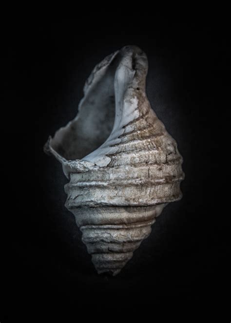 Shells No 6 Color Version The Learning Curve Photographys Ko Fi Shop Ko Fi ️ Where Creators