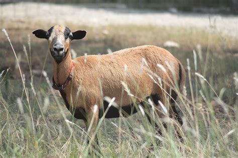 Barbados Blackbelly Sheep Oklahoma State University
