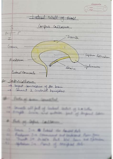 SOLUTION Corpus Callosum Anatomy Studypool