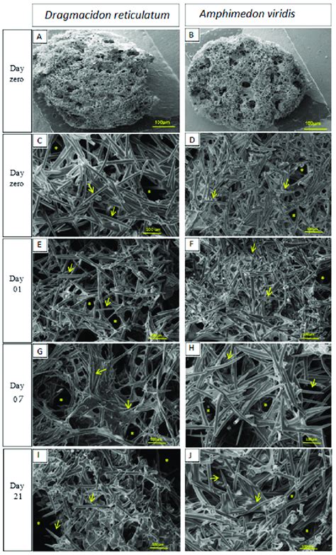 sem micrographs showing scaffold morphology and its surface degradation