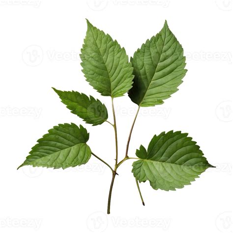 Ai Generated Blackberry Foliage Isolated On Transparent Background Png
