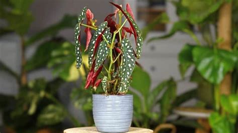 Successful Begonia Maculata Propagation Secrets