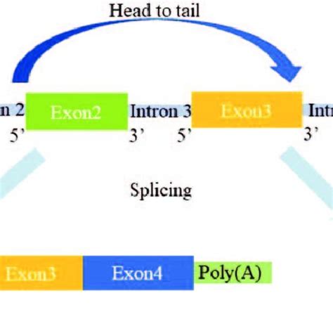 Circular RNA Synthesis Most Pre MRNA Remove Introns And Splice The Download Scientific Diagram