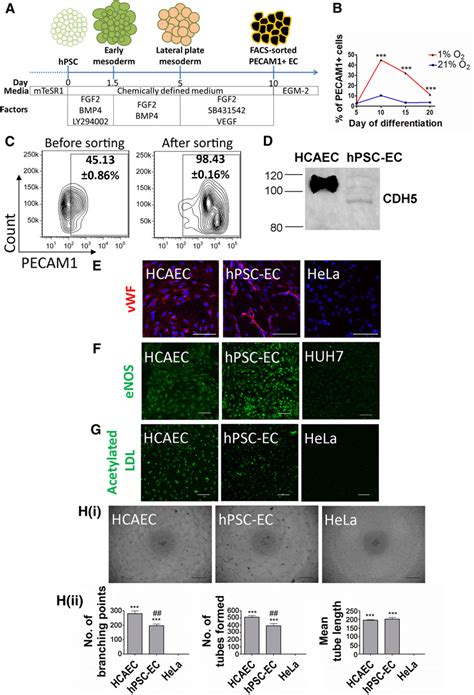 Generation And Characterization Of Functional Endothelial Cells From Download Scientific