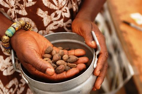 Shea Butter Production And Processing Business Plan In Nigeria
