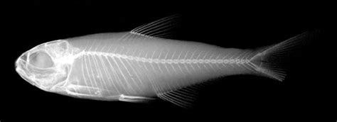 Abb 4 Hemigrammus Geisleri Sp N 288 Mm Sl Männchen