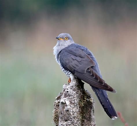 Premium Photo Male Cuckoo At A Breeding Site Searching For Females