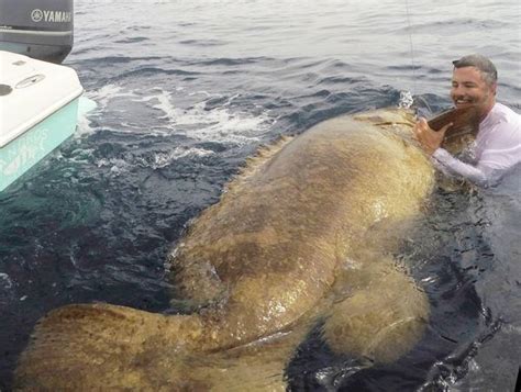 Giant Grouper Alchetron The Free Social Encyclopedia