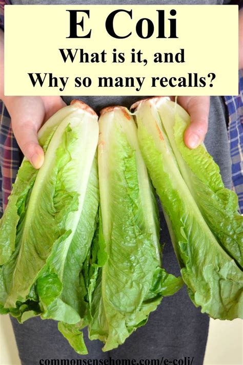 What Causes E Coli To Grow In Urine At Jenenge Blog