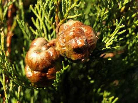 Diagnosing Tree Diseas Sgtreeservices
