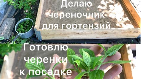 ДЕЛАЮ ЧЕРЕНОЧНИК ДЛЯ УКОРЕНЕНИЯ ГОРТЕНЗИЙ Готовлю одревесневшие черенки к посадке Youtube