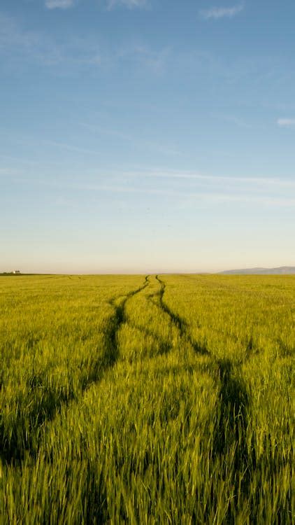 농경지 농업 농장 농촌의 들판 맑은 하늘 밀 수직 쐈어 시골 식물군 여름 자연 잔디 초원 푸른 하늘에 관한 무료 스톡 사진