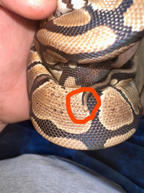 Whats On The Tip Of My Ball Pythons Tail Rballpython