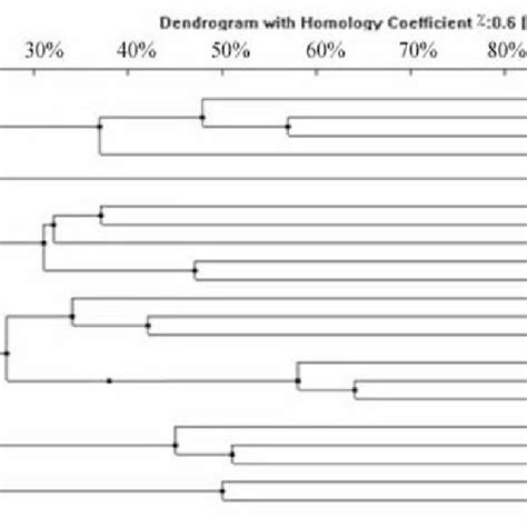 Dendrogram Of Electrophoretic Protein Patterns Obtained By Sds Page