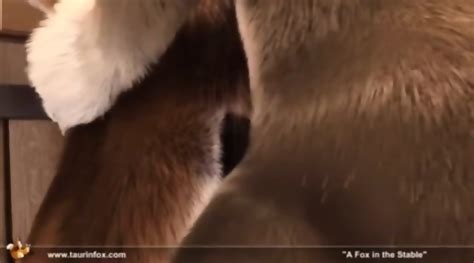 Fox In The Stable Eporner