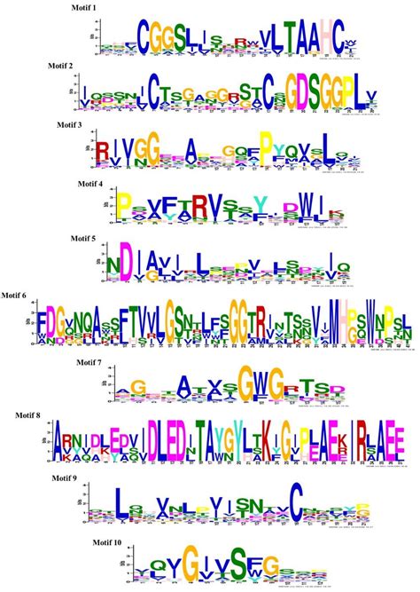 Sequence Specific Meme Conserved Peptide Motifs Obtained From Various