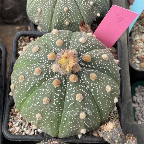 Astrophytum Asterias Cactus And Other Succulent Plants Online