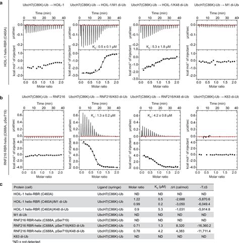 Allosteric Di Ub Enhances Ubch7 Ub Binding Affinity For Hoil 1 And