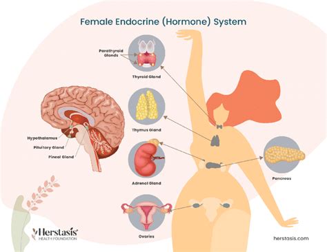Hormones 101 The Female Endocrine System Hormones During Menopause
