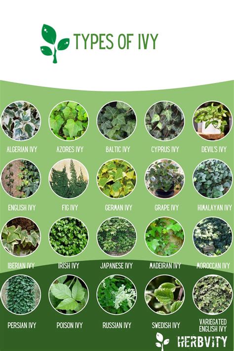 Types Of Ivy Indoors Swedish Ivy Plant Pbcyj