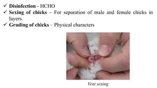 Unit Incubation Hatching And Brooding Pptx
