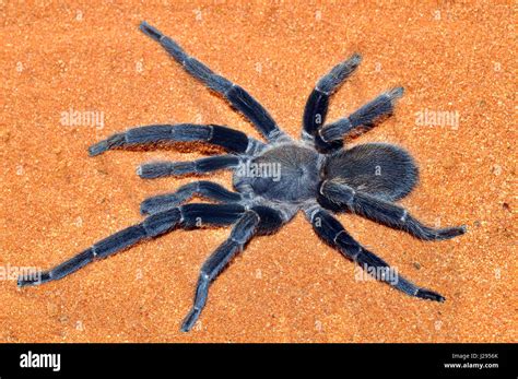 Queensland Whistling Or Barking Spider Selenocosmia Crassipes Adult