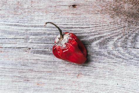 Premium Photo Moldy And Wrinkled Rotten Peppers Concept Of Unhealthy