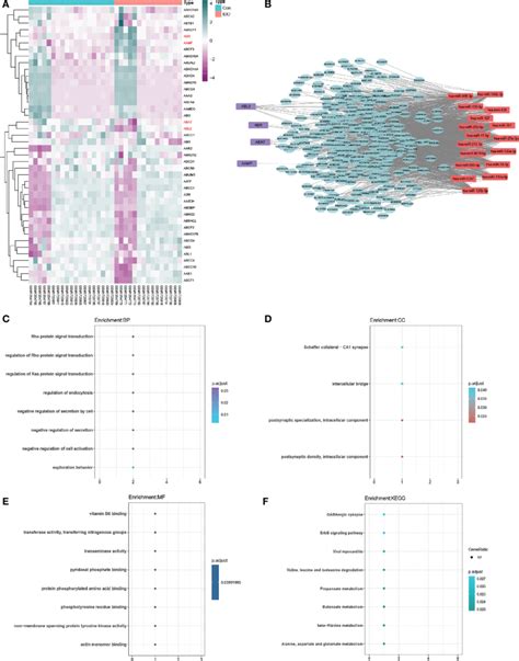 A Heat Map Of Exosome Related Genes Ergs The Cerna Network