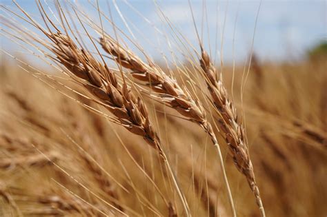 Tam 105 Gw Sorghum Seed Co Inc