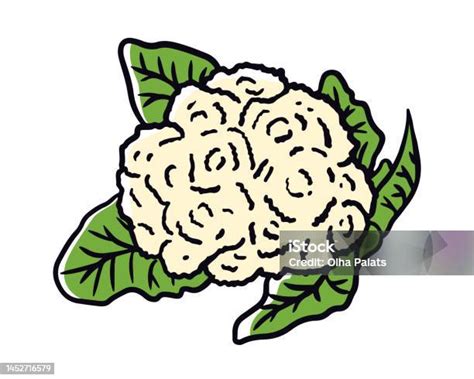 흰색 배경에 격리된 콜리플라워 손으로 그리는 콜리플라워 파머스 마켓 케일 채식 샐러드 디자인 벡터 그림 건강한 생활방식에 대한 스톡 벡터 아트 및 기타 이미지 Istock