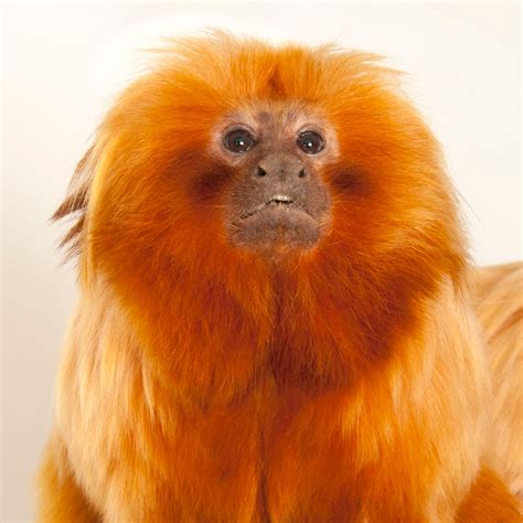 Tamarin Monkeys