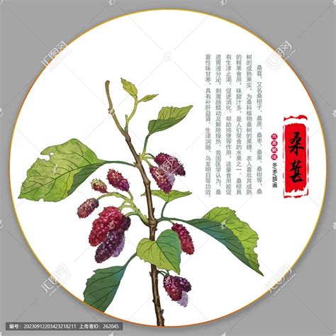 桑葚桑葚插画桑葚包装桑葚干手绘桑葚桑葚子桑葚干包装黑桑葚黑桑椹干桑葚礼盒桑葚果汁鲜桑葚桑葚果彩箱桑葚手拎盒桑葚包装盒 花瓣网