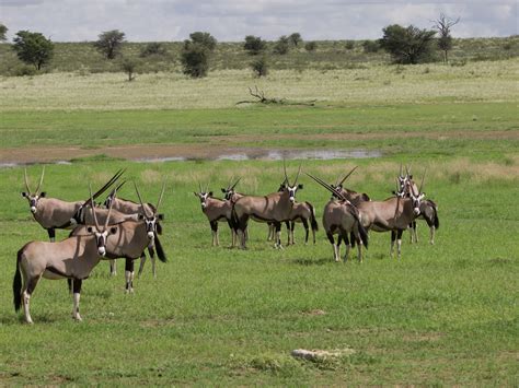 Herd Of Oryx Or Gemsbok Oryx Gazella South Africa Kgal Flickr